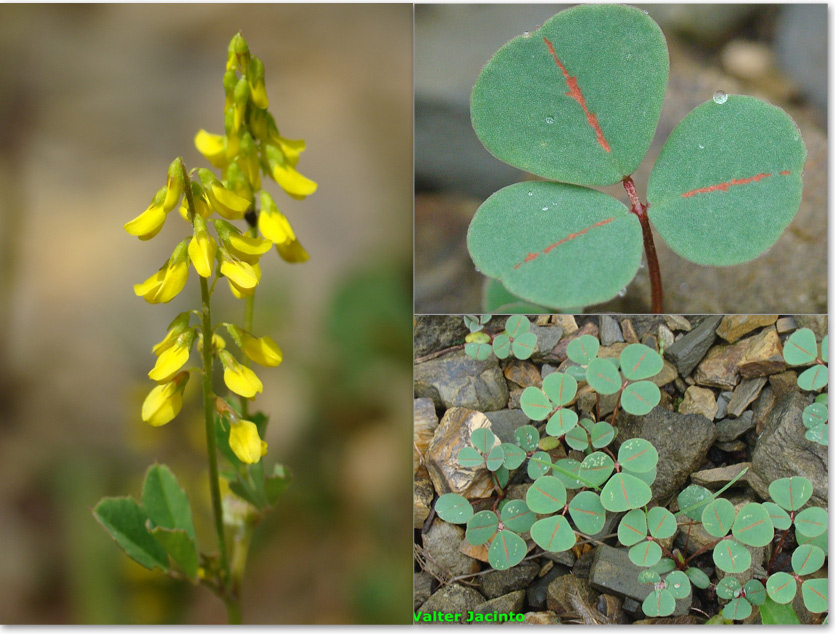 da identificare - Melilotus sp. , Natura Mediterraneo | Forum Naturalistico