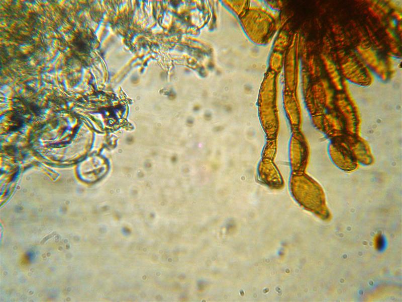 Coprinus radians? , Natura Mediterraneo | Forum Naturalistico