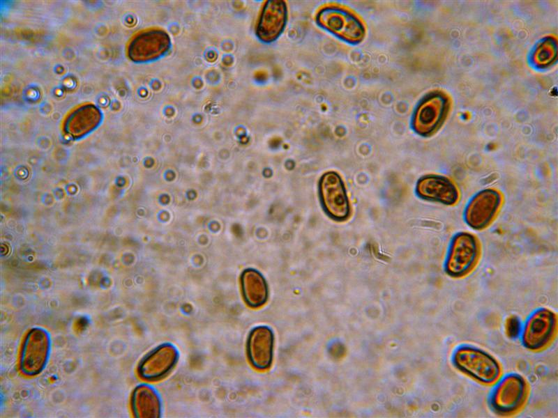 Coprinus radians? , Natura Mediterraneo | Forum Naturalistico