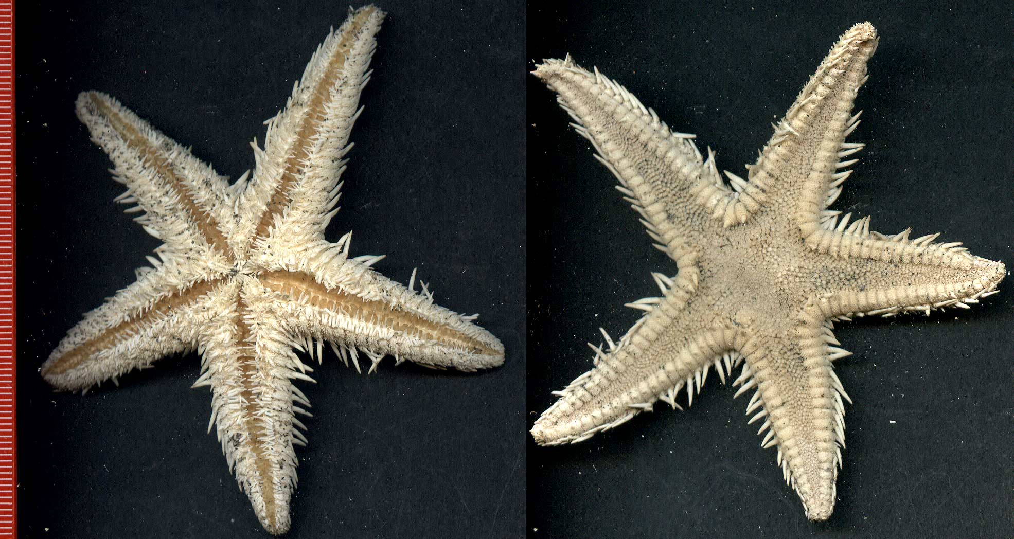 Astropecten sp. - spiaggiata , Natura Mediterraneo | Forum Naturalistico