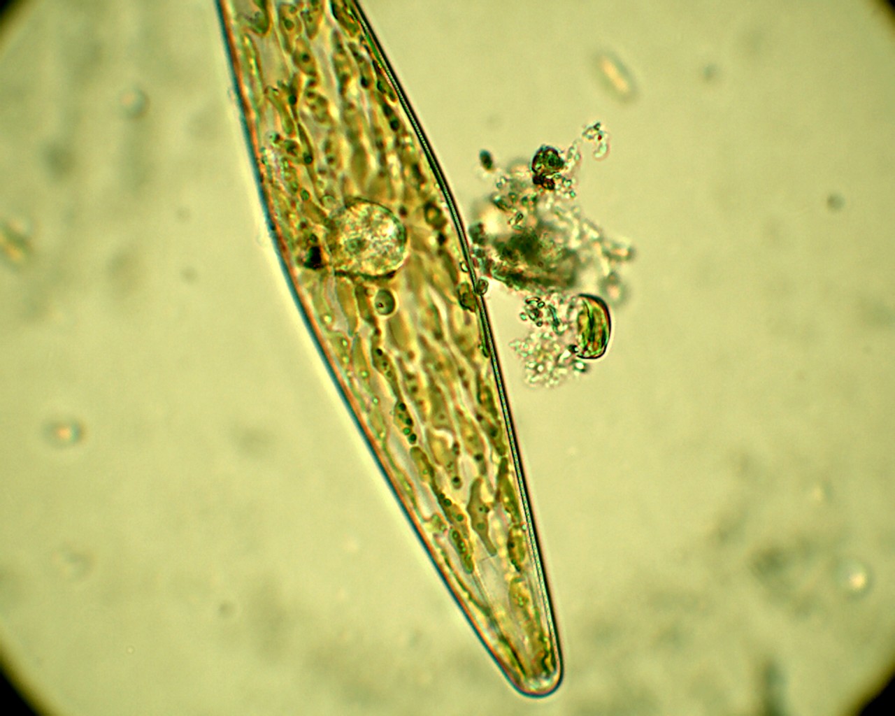 Diatomee ed una simpatica alga , Natura Mediterraneo | Forum Naturalistico