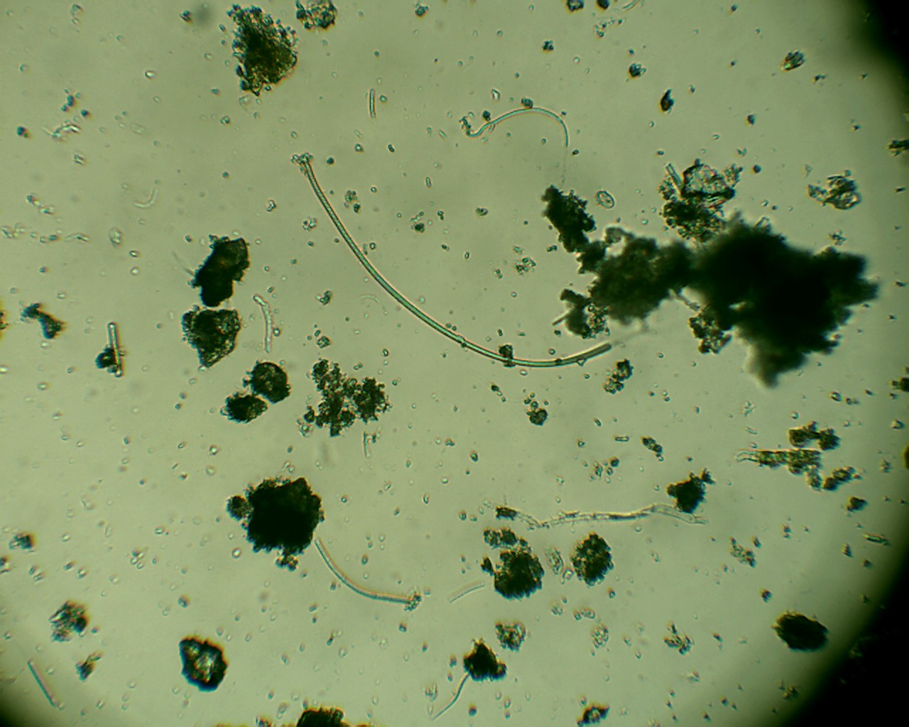 Oscillatoriales , Natura Mediterraneo | Forum Naturalistico