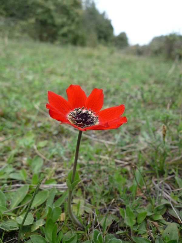 Anemone coronaria , Natura Mediterraneo | Forum Naturalistico