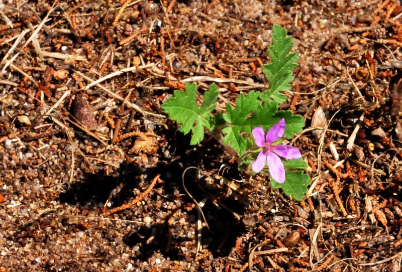 cfr. Erodium chium , Natura Mediterraneo | Forum Naturalistico