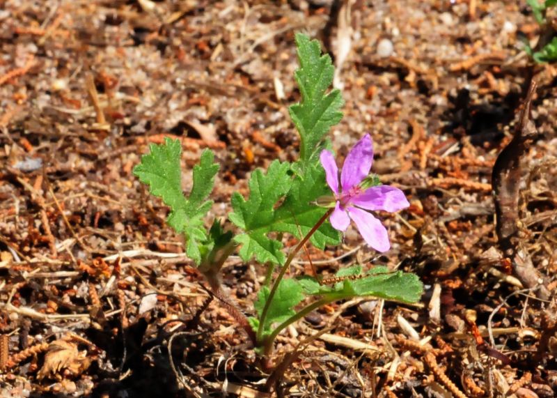 cfr. Erodium chium , Natura Mediterraneo | Forum Naturalistico