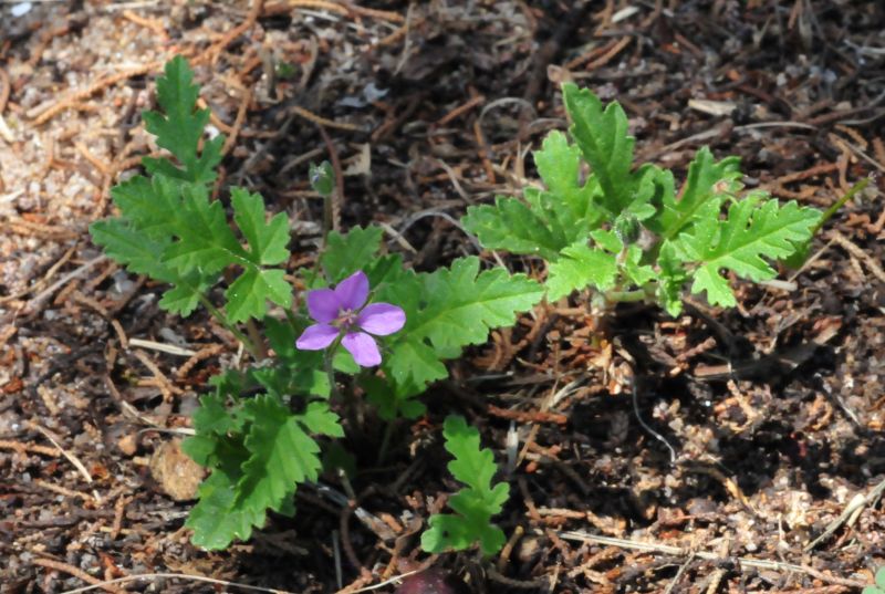 cfr. Erodium chium , Natura Mediterraneo | Forum Naturalistico