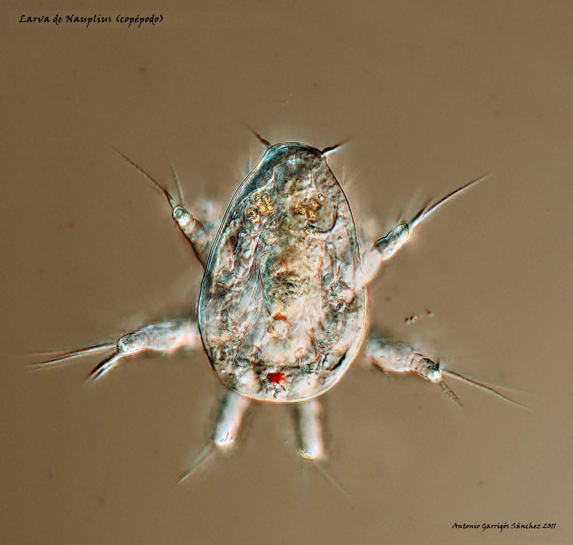 Nauplius , Natura Mediterraneo | Forum Naturalistico