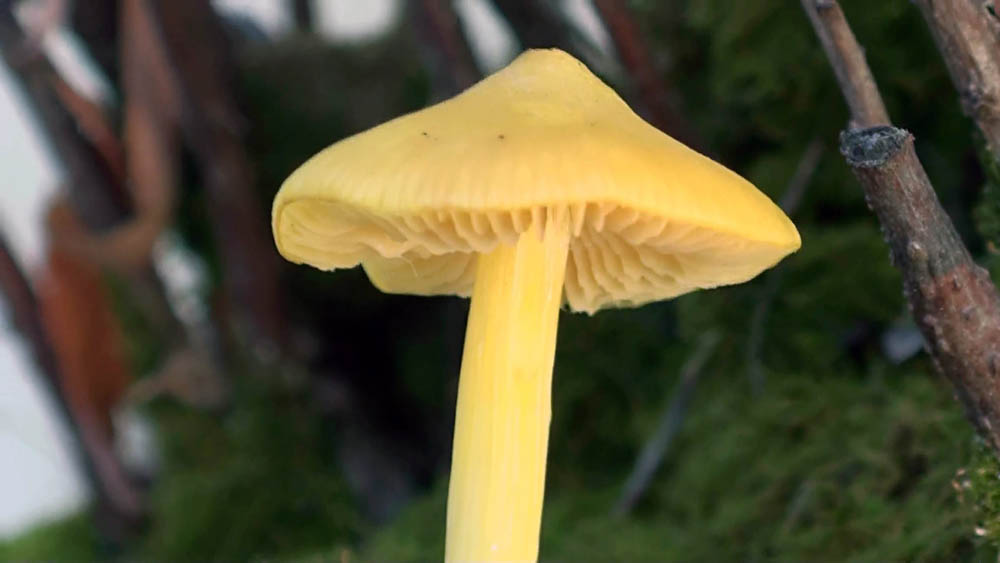 Un grazioso funghetto , Natura Mediterraneo | Forum Naturalistico