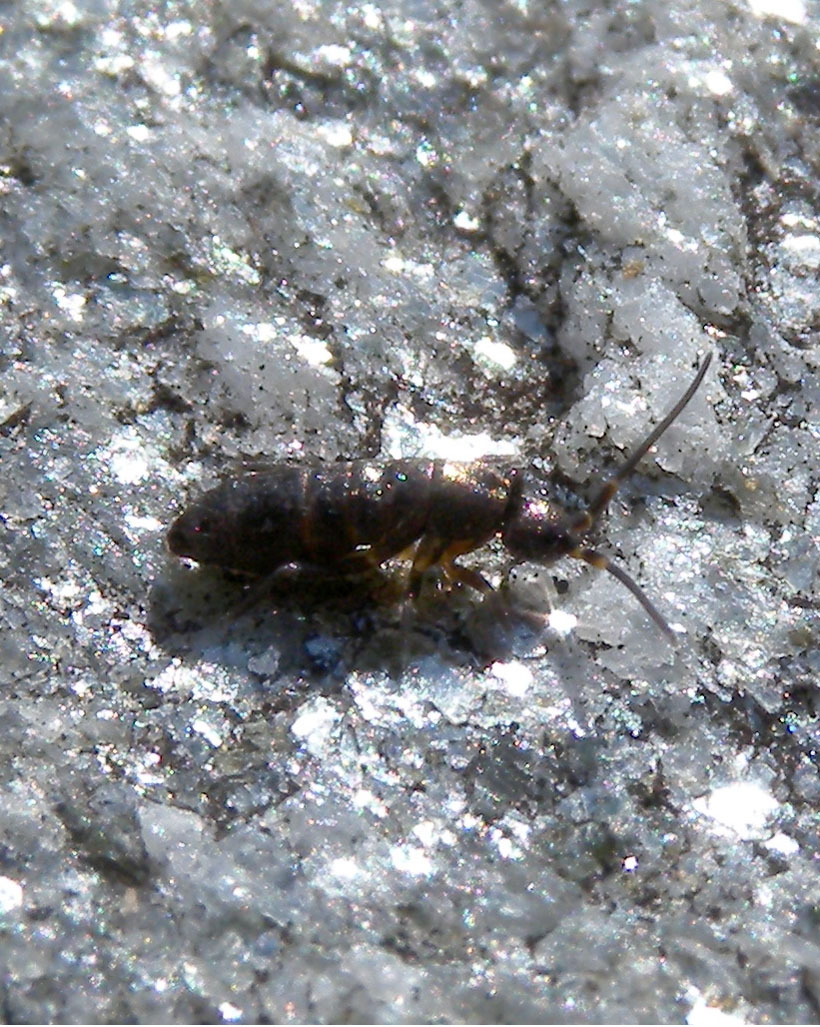 Collemboli , Natura Mediterraneo | Forum Naturalistico