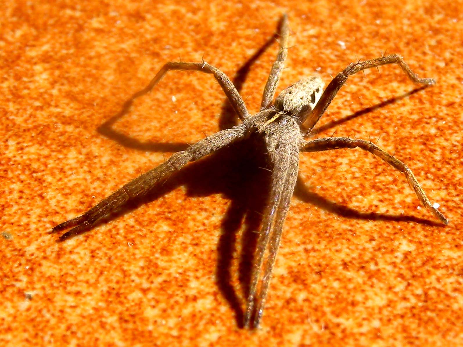 Pisaura sp. , Natura Mediterraneo | Forum Naturalistico