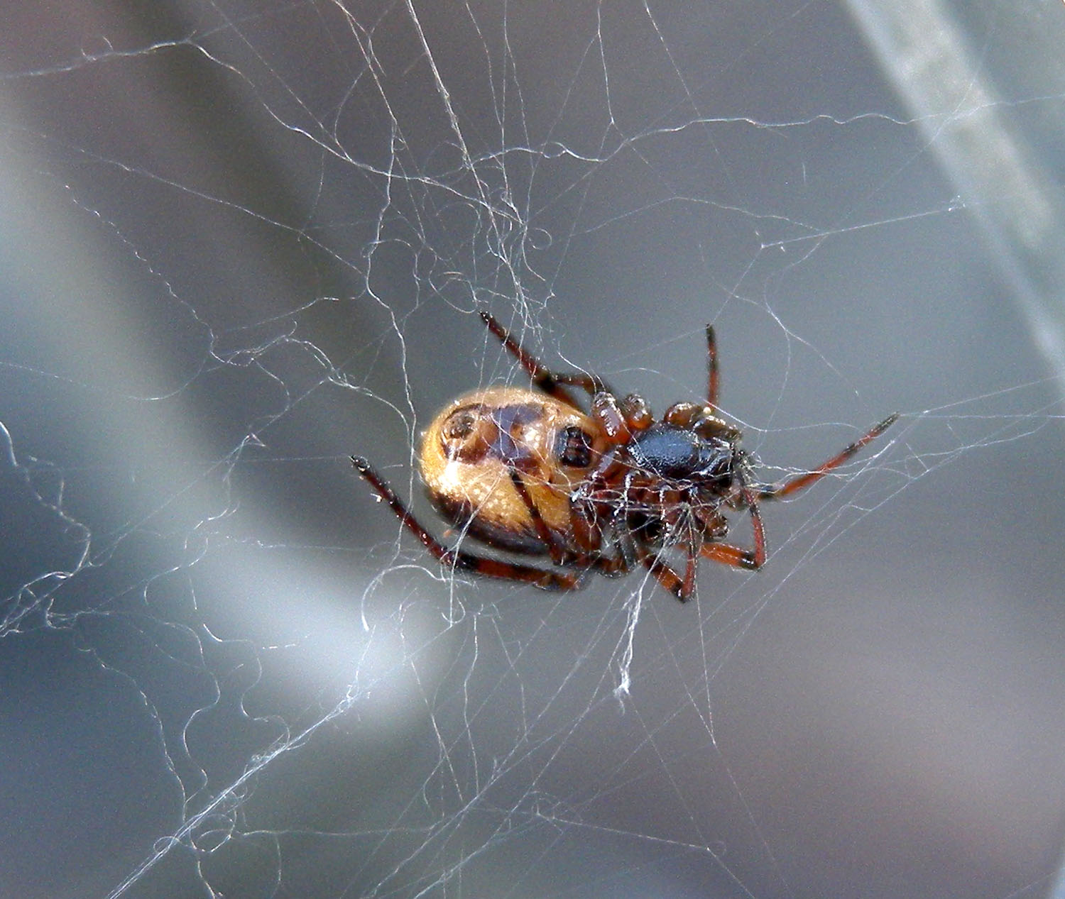 Steatoda bipunctata , Natura Mediterraneo | Forum Naturalistico