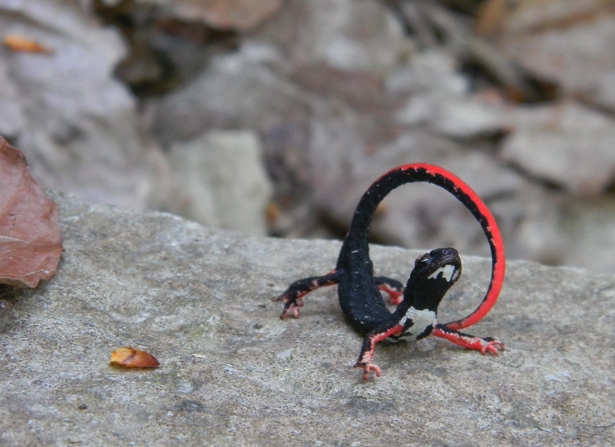 Salamandra? Salamandrina perspicillata , Natura Mediterraneo | Forum ...