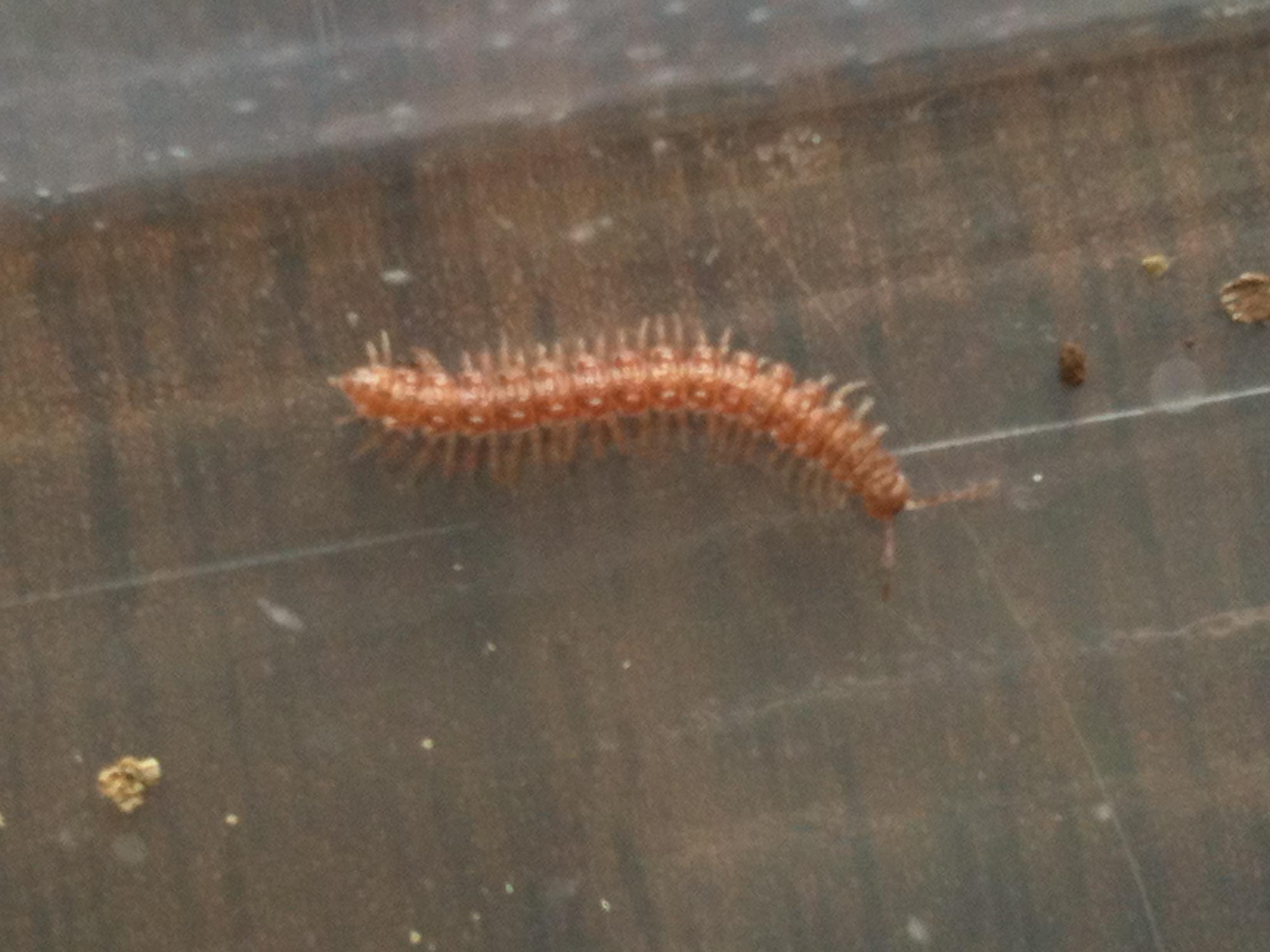 Classificazione miriapodi! , Natura Mediterraneo | Forum Naturalistico