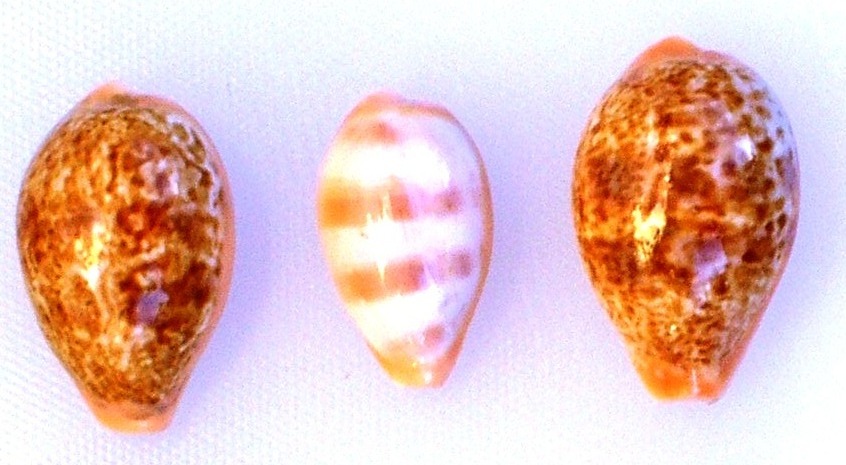 Cyprea , Natura Mediterraneo | Forum Naturalistico