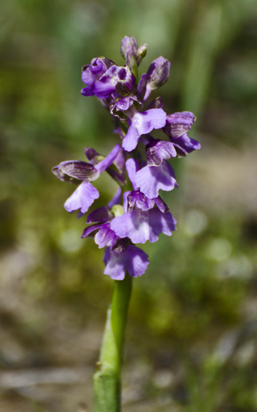 Orchidee da identificare , Natura Mediterraneo | Forum Naturalistico