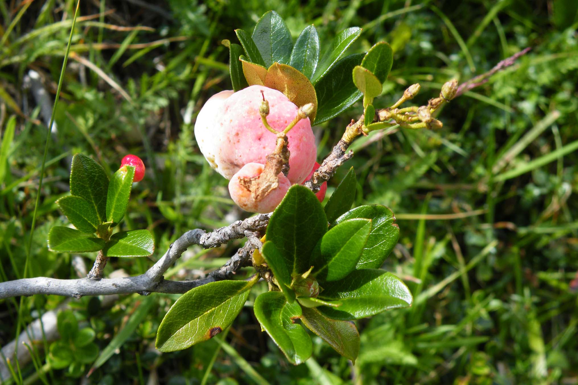 Rhododendron con fungo: Exobasidium rhododendri , Natura Mediterraneo ...