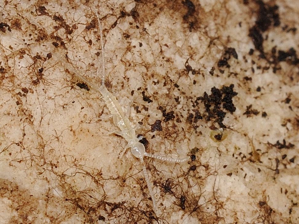 Diplura - Campodeidae , Natura Mediterraneo | Forum Naturalistico