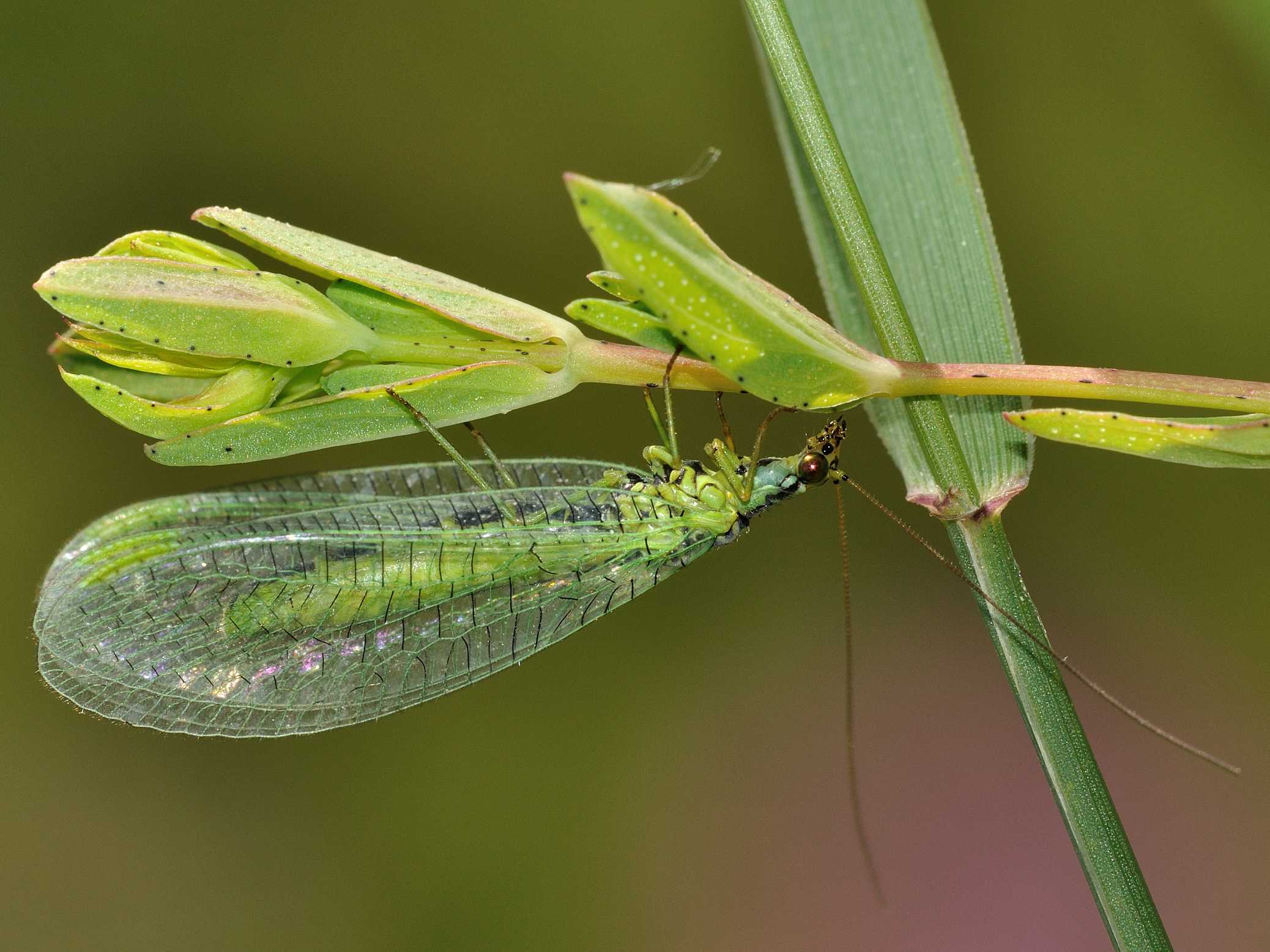 Chrysopa sp. , Natura Mediterraneo | Forum Naturalistico