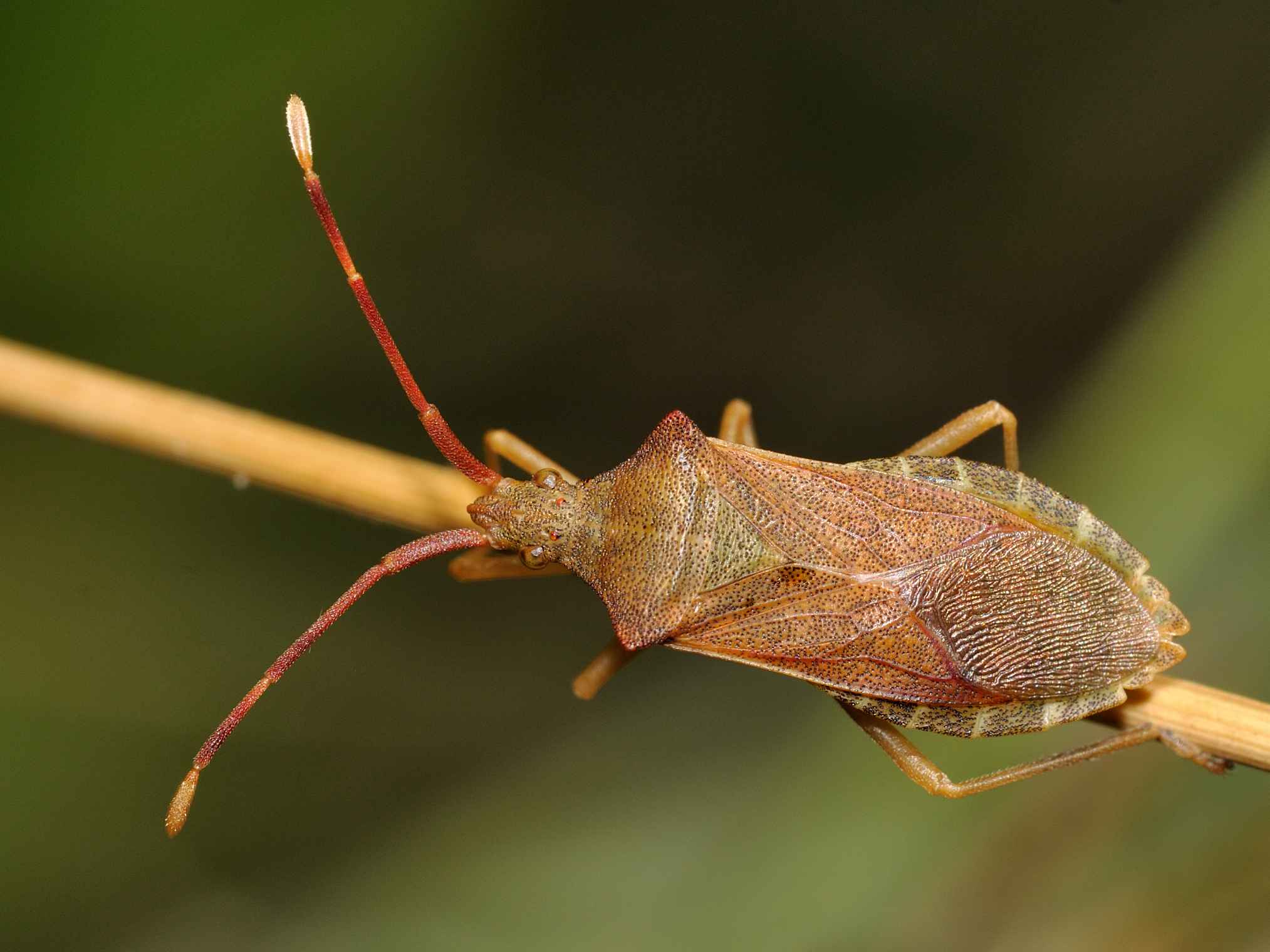 Coreida: Gonocerus acuteangulatus dell'Abruzzo (AQ) , Natura ...