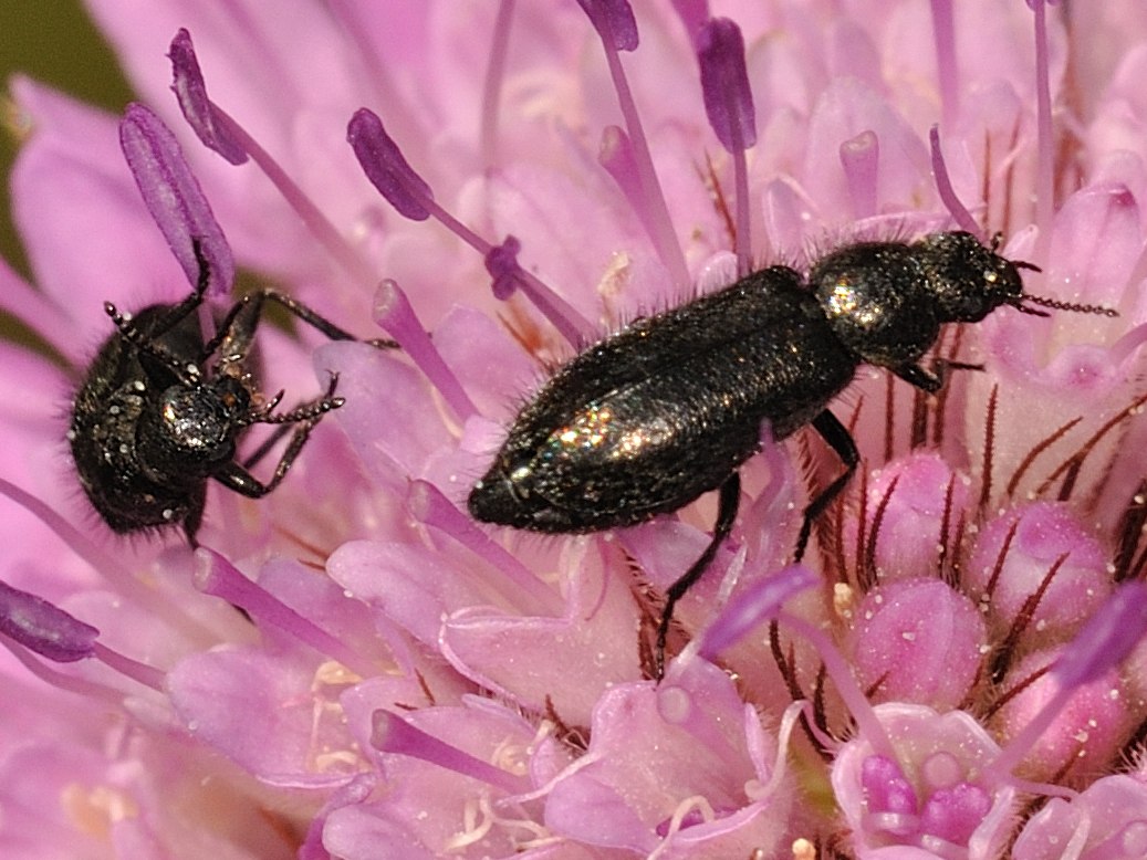 Dasytes sp. (Dasytidae) , Natura Mediterraneo | Forum Naturalistico