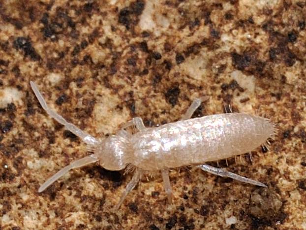 Entomobryidae - Heteromurus nitidus , Natura Mediterraneo | Forum ...