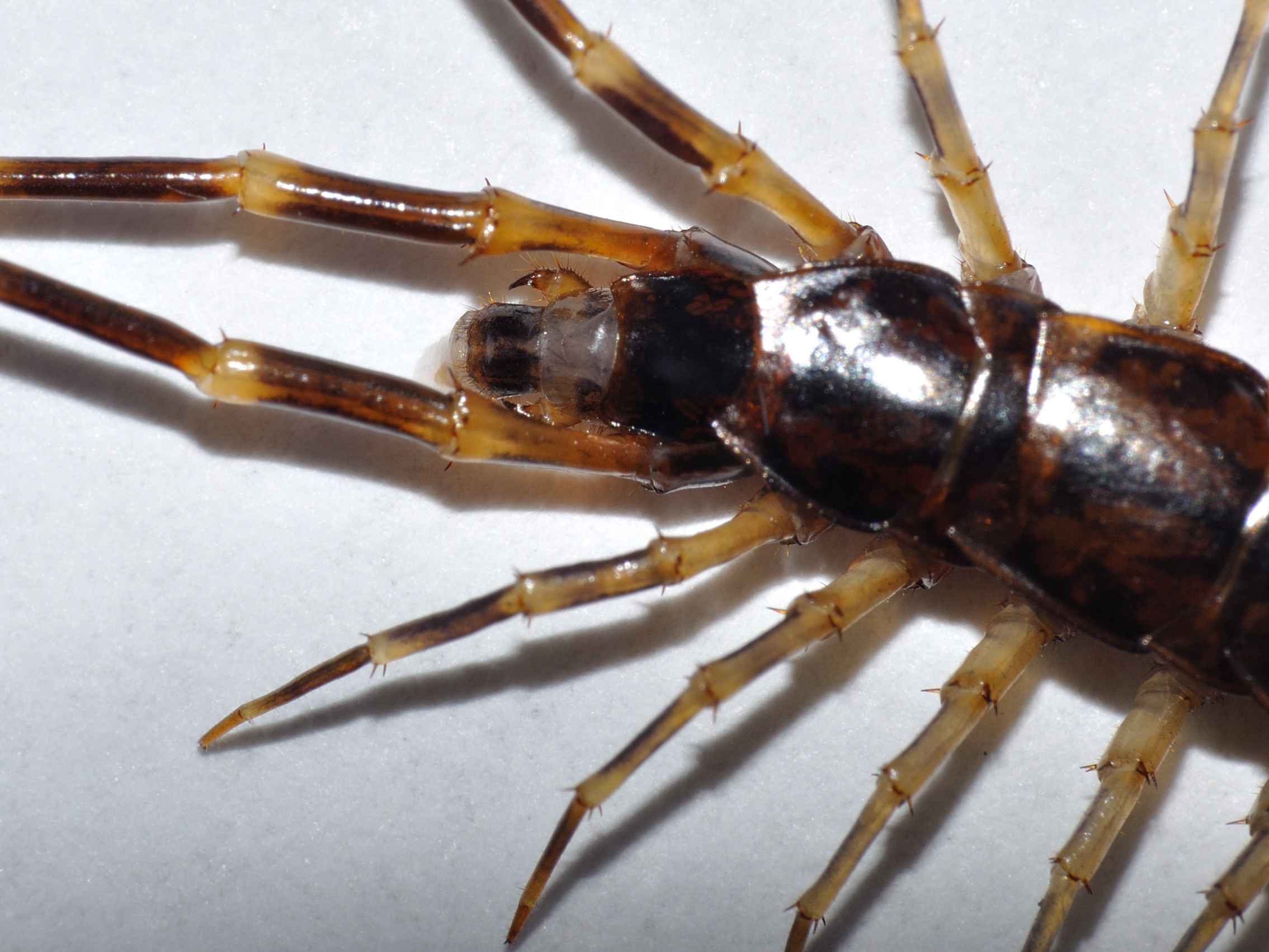 Lithobiidae - Eupolybothrus fasciatus , Natura Mediterraneo | Forum ...