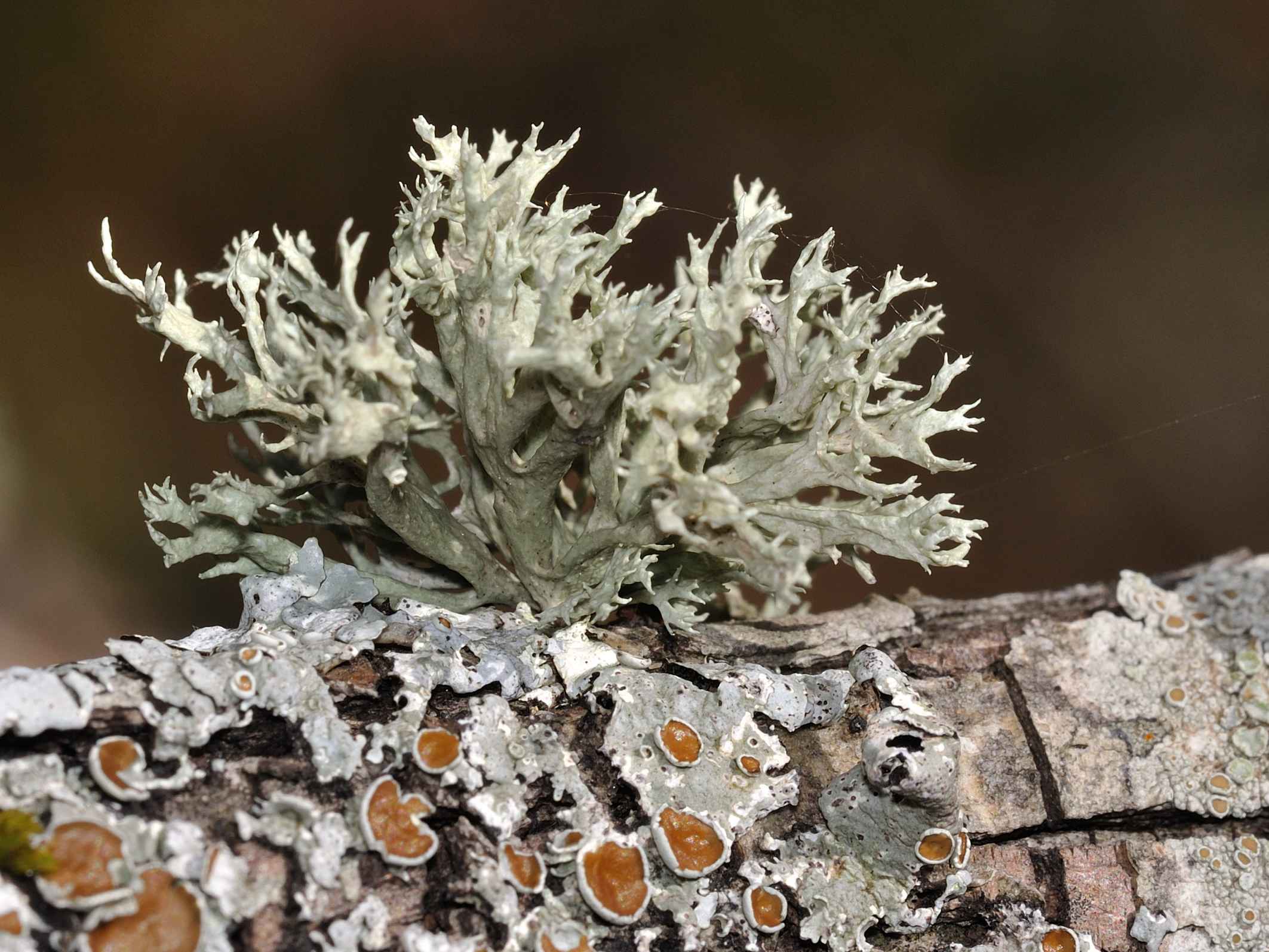Lichene da identificare , Natura Mediterraneo | Forum Naturalistico