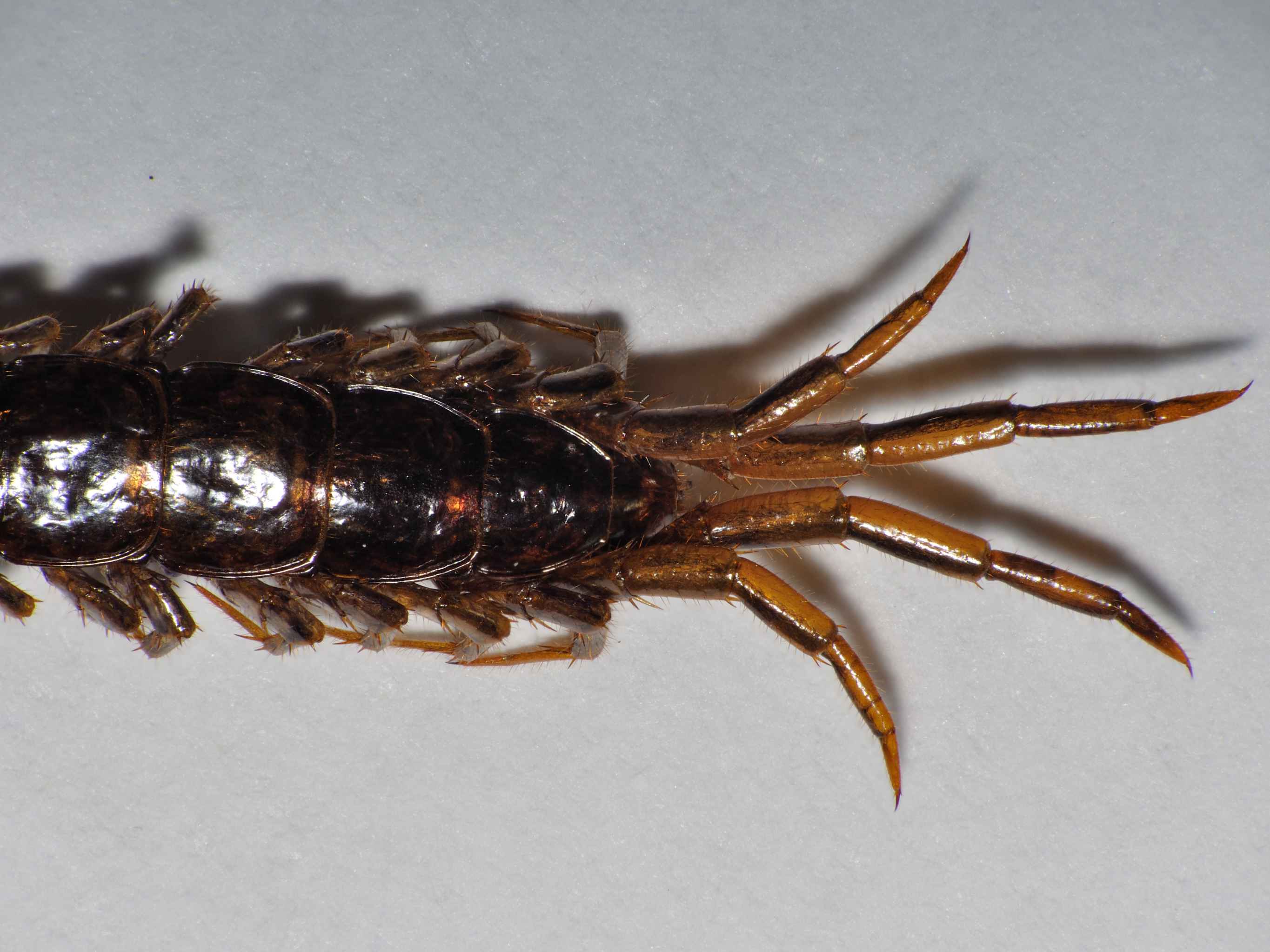 Lithobius castaneus , Natura Mediterraneo | Forum Naturalistico