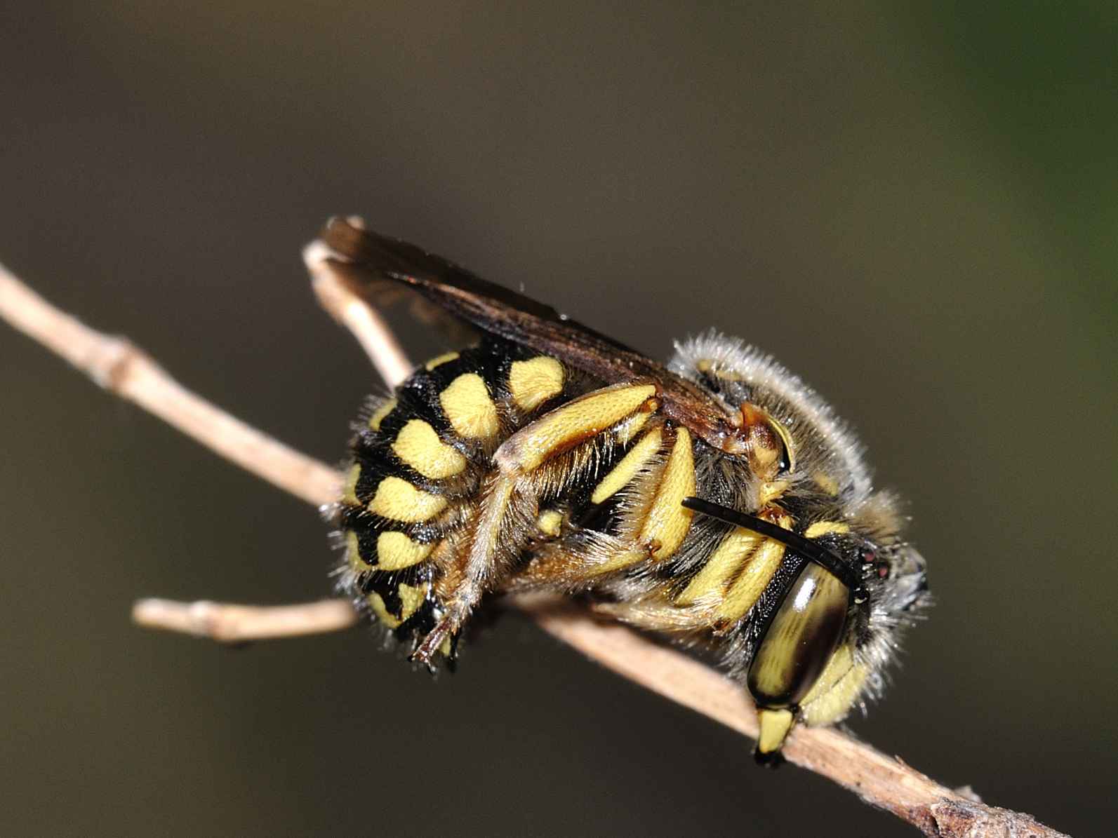 Anthidium sp. , Natura Mediterraneo | Forum Naturalistico