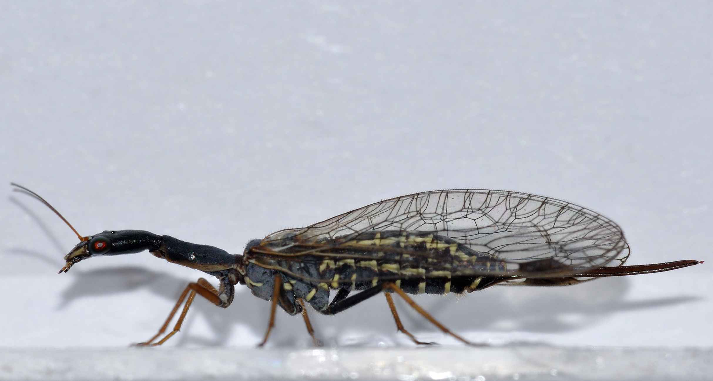 ID Raphidioptera - Raphidia mediterranea , Natura Mediterraneo | Forum ...