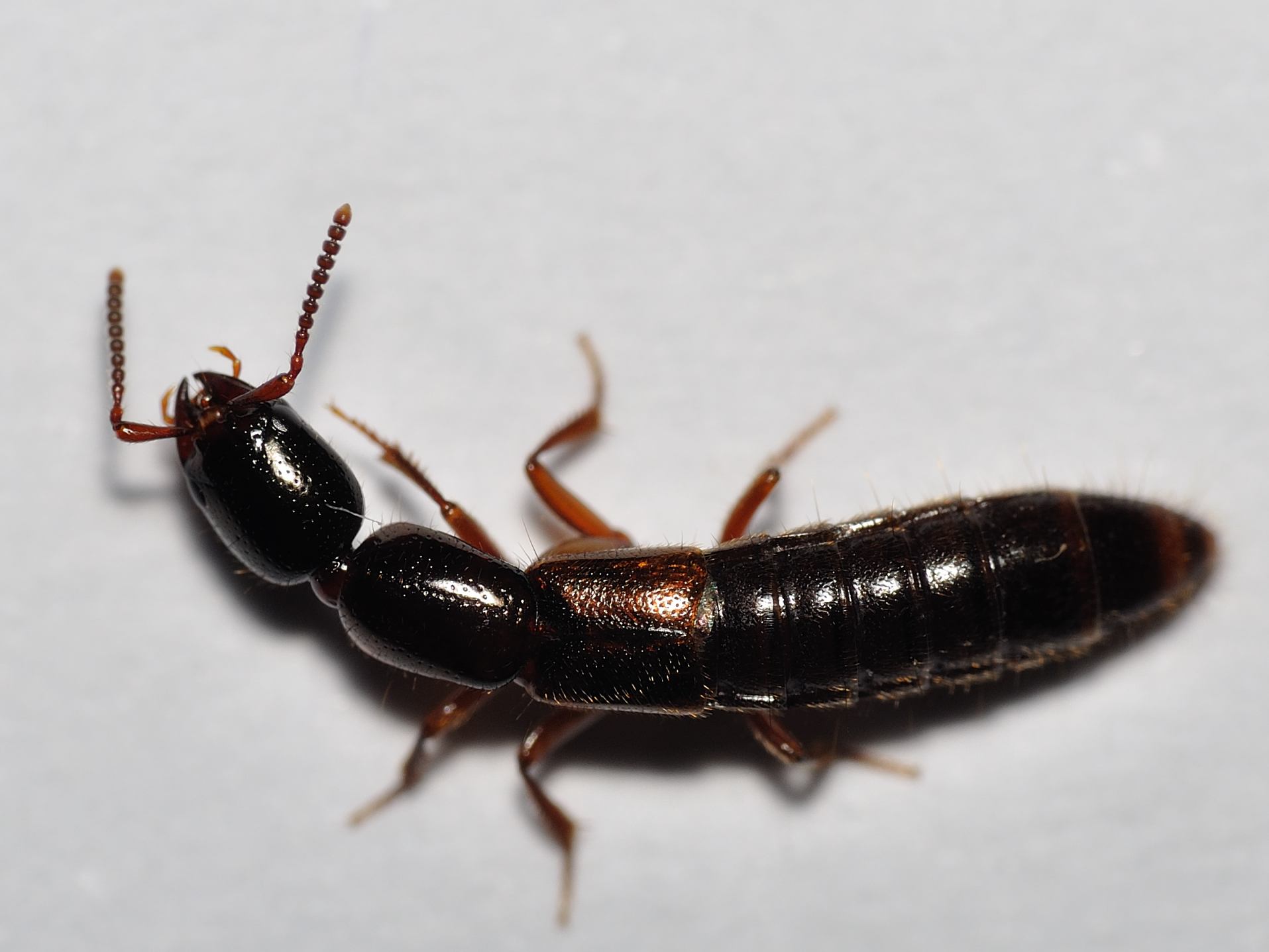 Staphylinidae: Othius punctulatus , Natura Mediterraneo | Forum ...