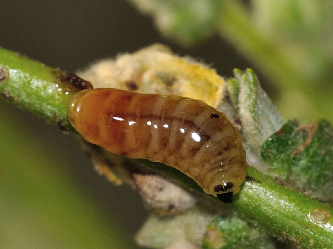 ID Larva - Curculionidae? , Natura Mediterraneo | Forum Naturalistico