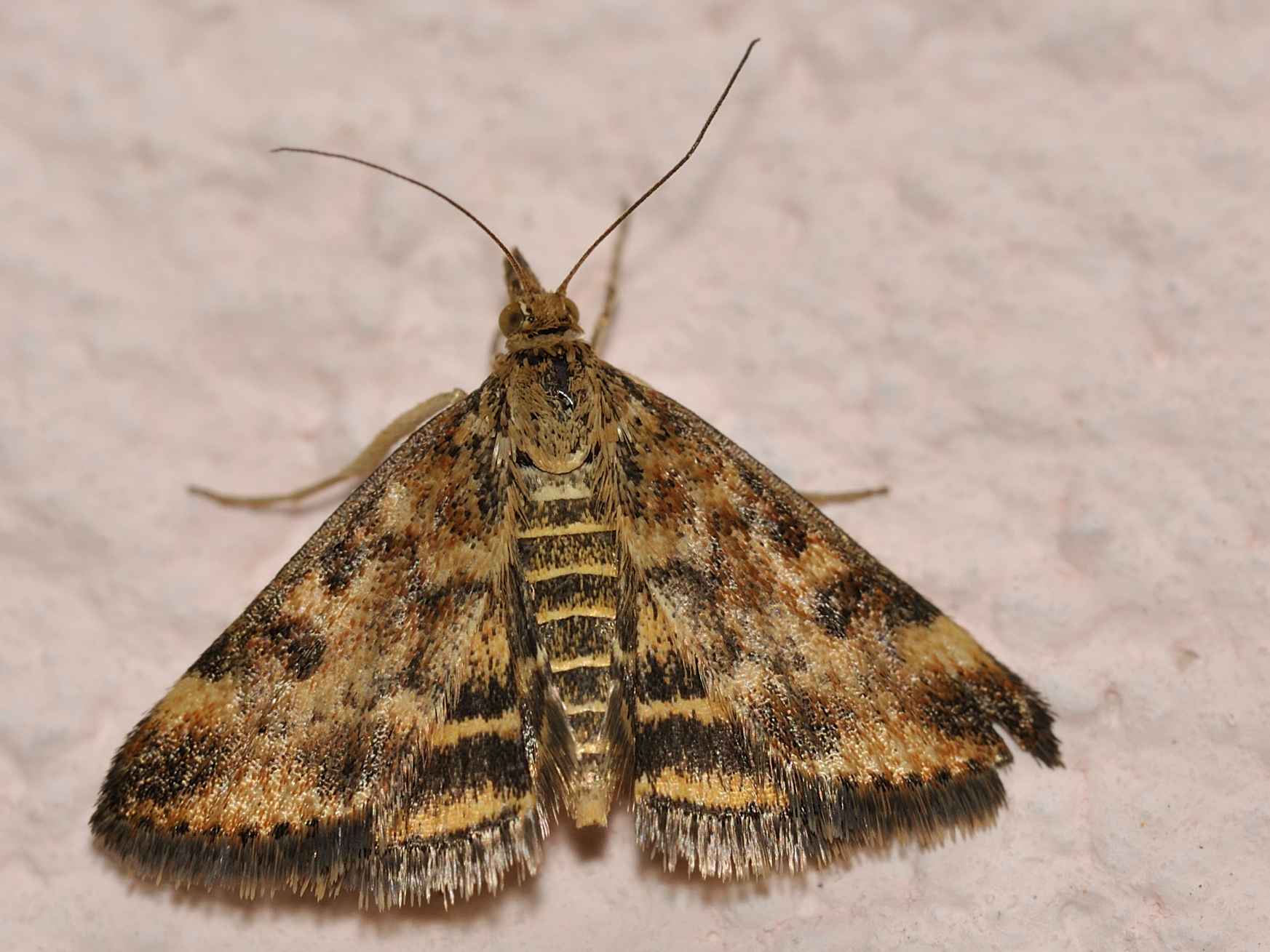 Crambidae - Pyrausta sp. ? , Natura Mediterraneo | Forum Naturalistico