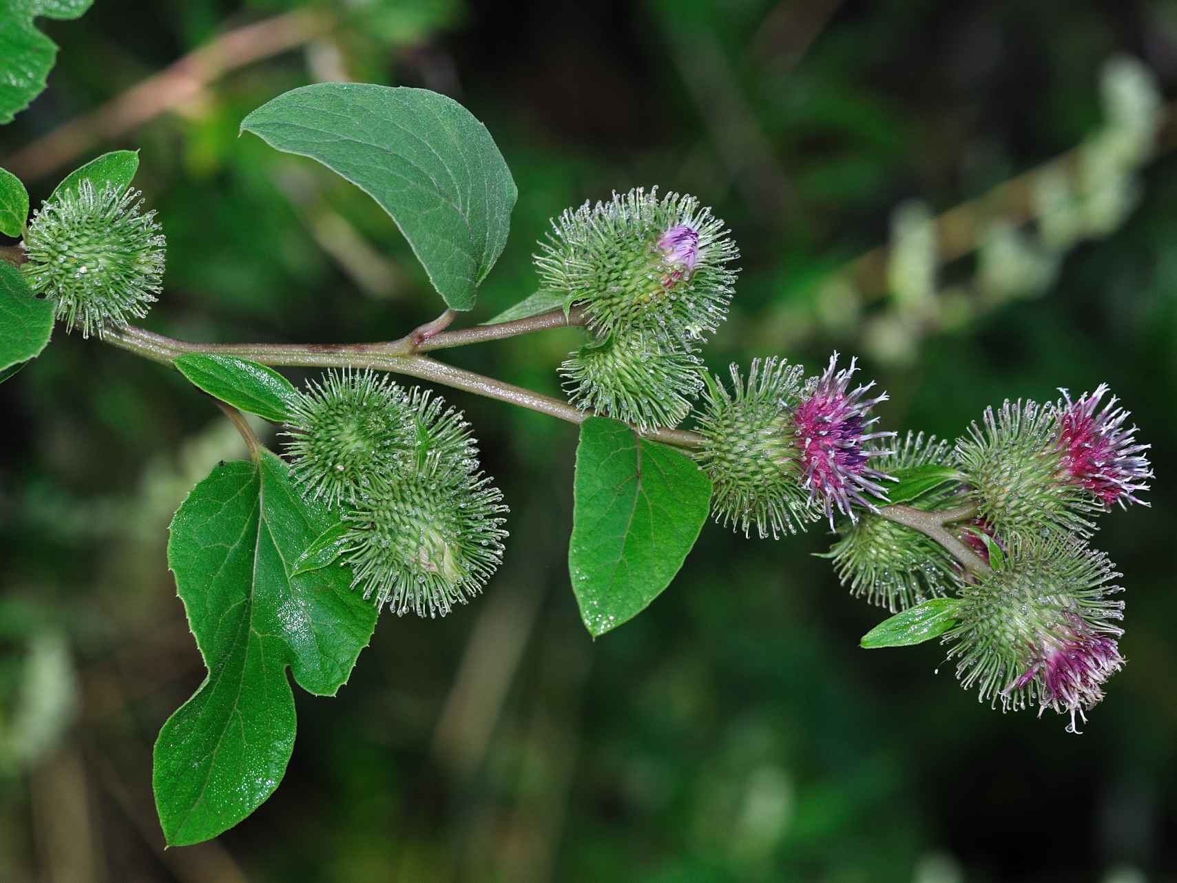 ID pianta: Arctium sp. , Natura Mediterraneo | Forum Naturalistico