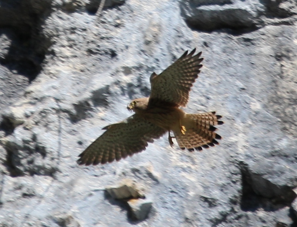 piccoli rapaci :-) [Gheppio] , Natura Mediterraneo | Forum Naturalistico