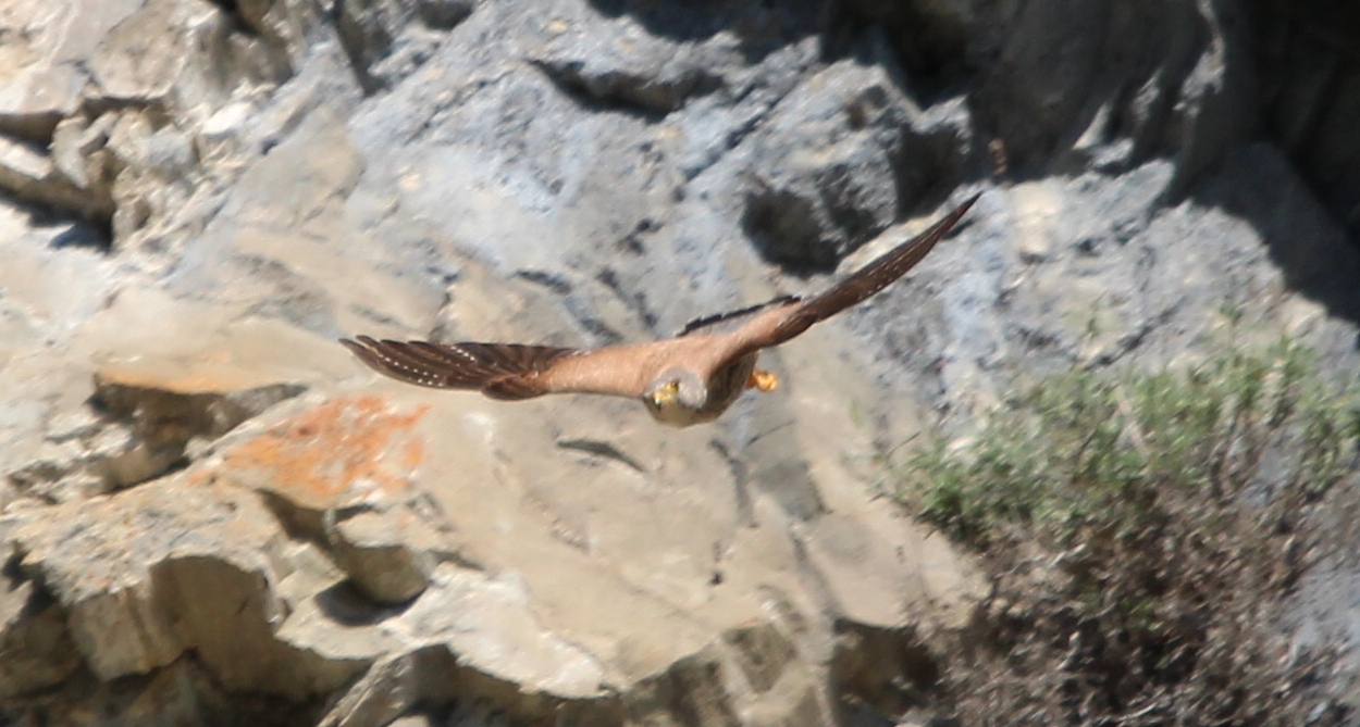 piccoli rapaci :-) [Gheppio] , Natura Mediterraneo | Forum Naturalistico