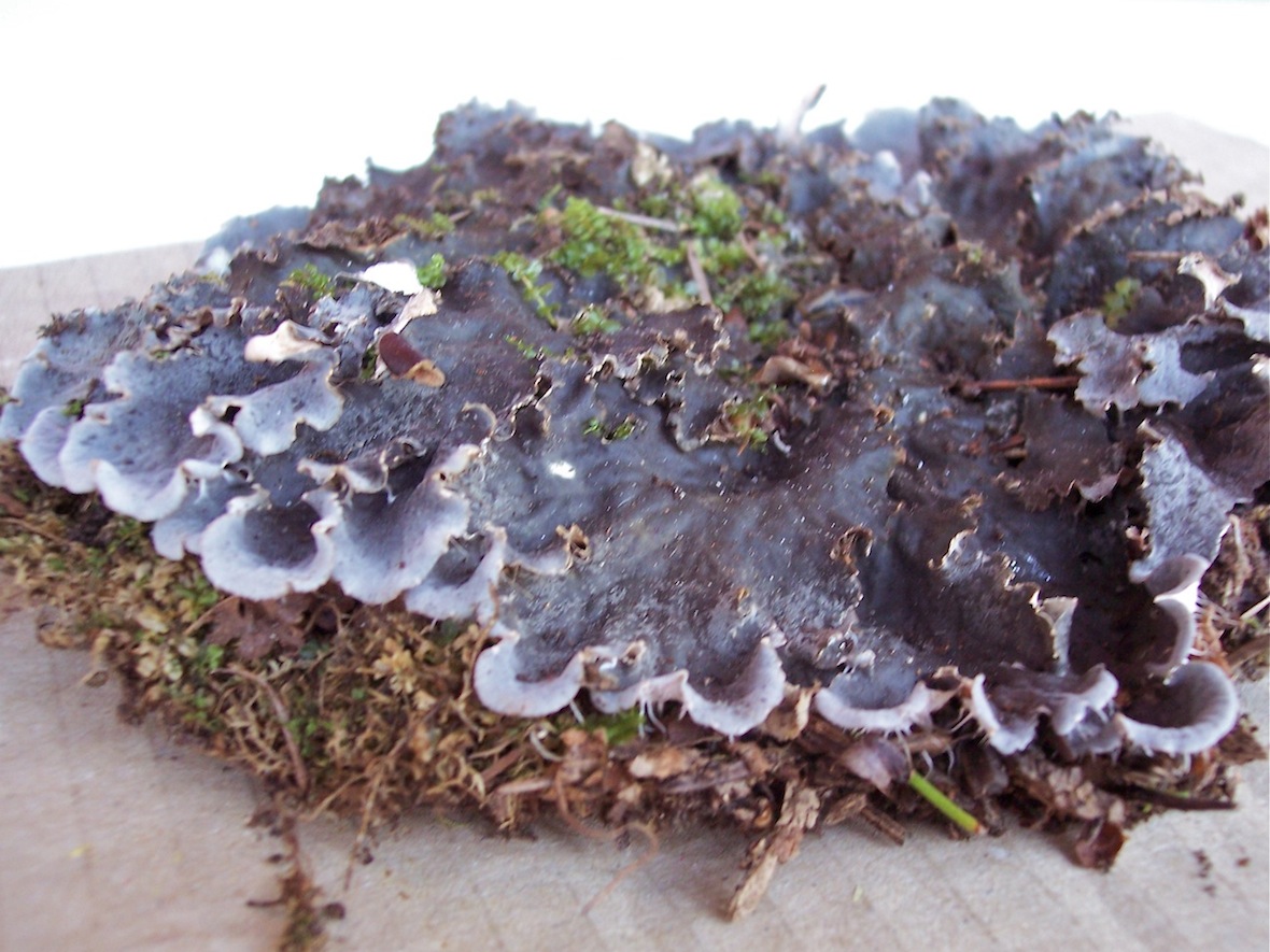 Peltigera sp. - Muschio o lichene? - , Natura Mediterraneo | Forum ...