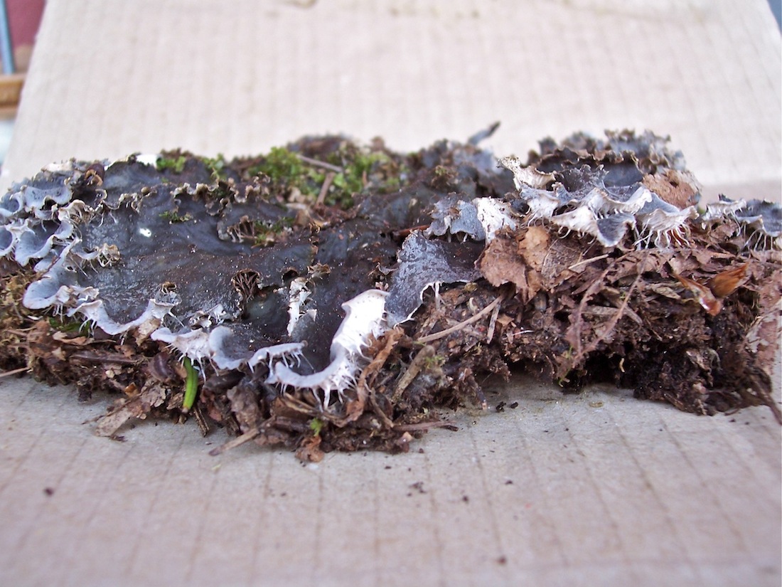 Peltigera sp. - Muschio o lichene? - , Natura Mediterraneo | Forum ...