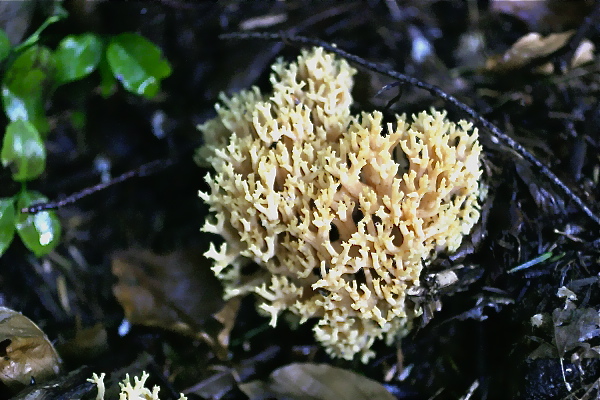 manina , Natura Mediterraneo | Forum Naturalistico