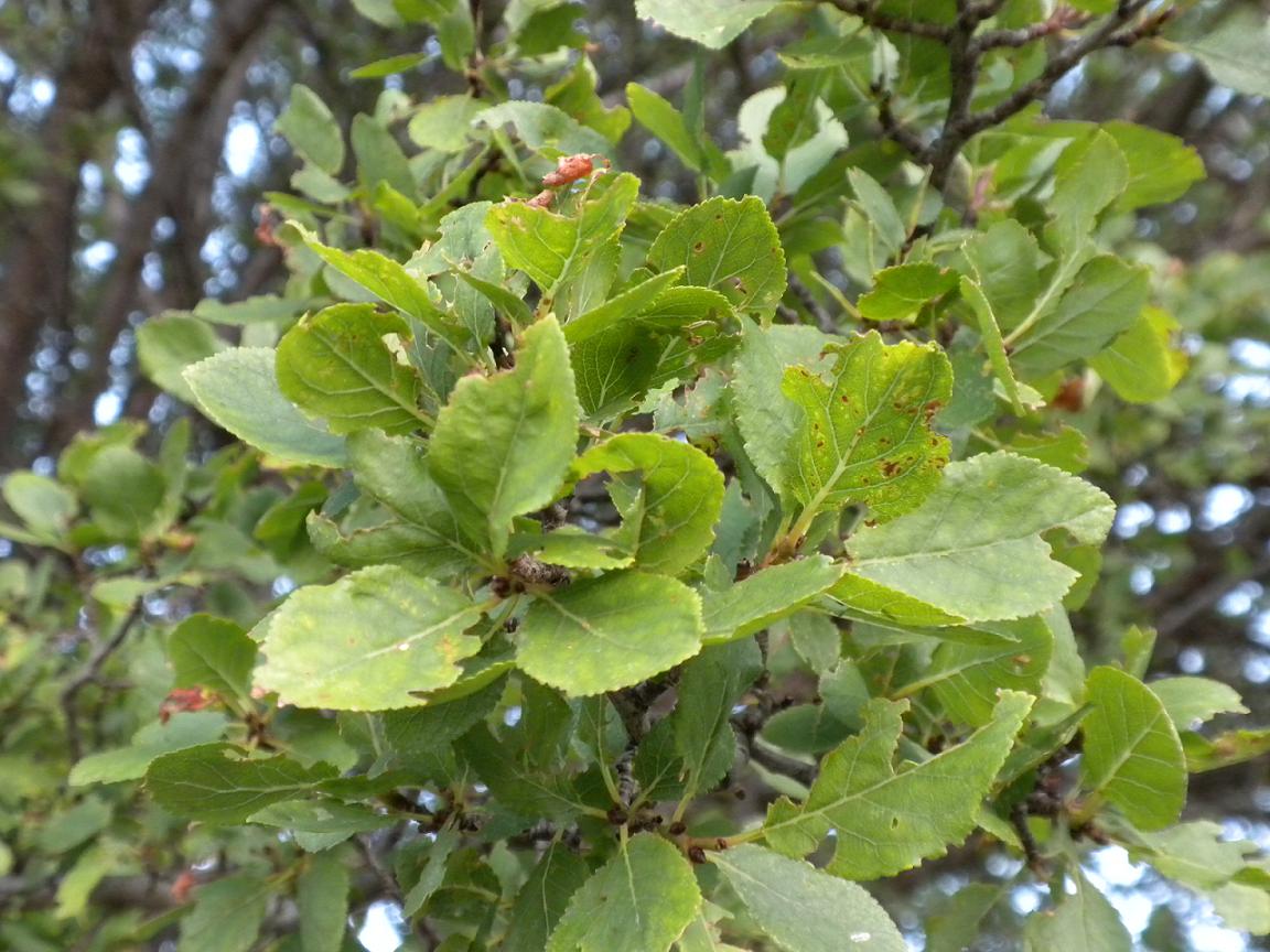 Albero di Grecia da determinare. , Natura Mediterraneo | Forum ...