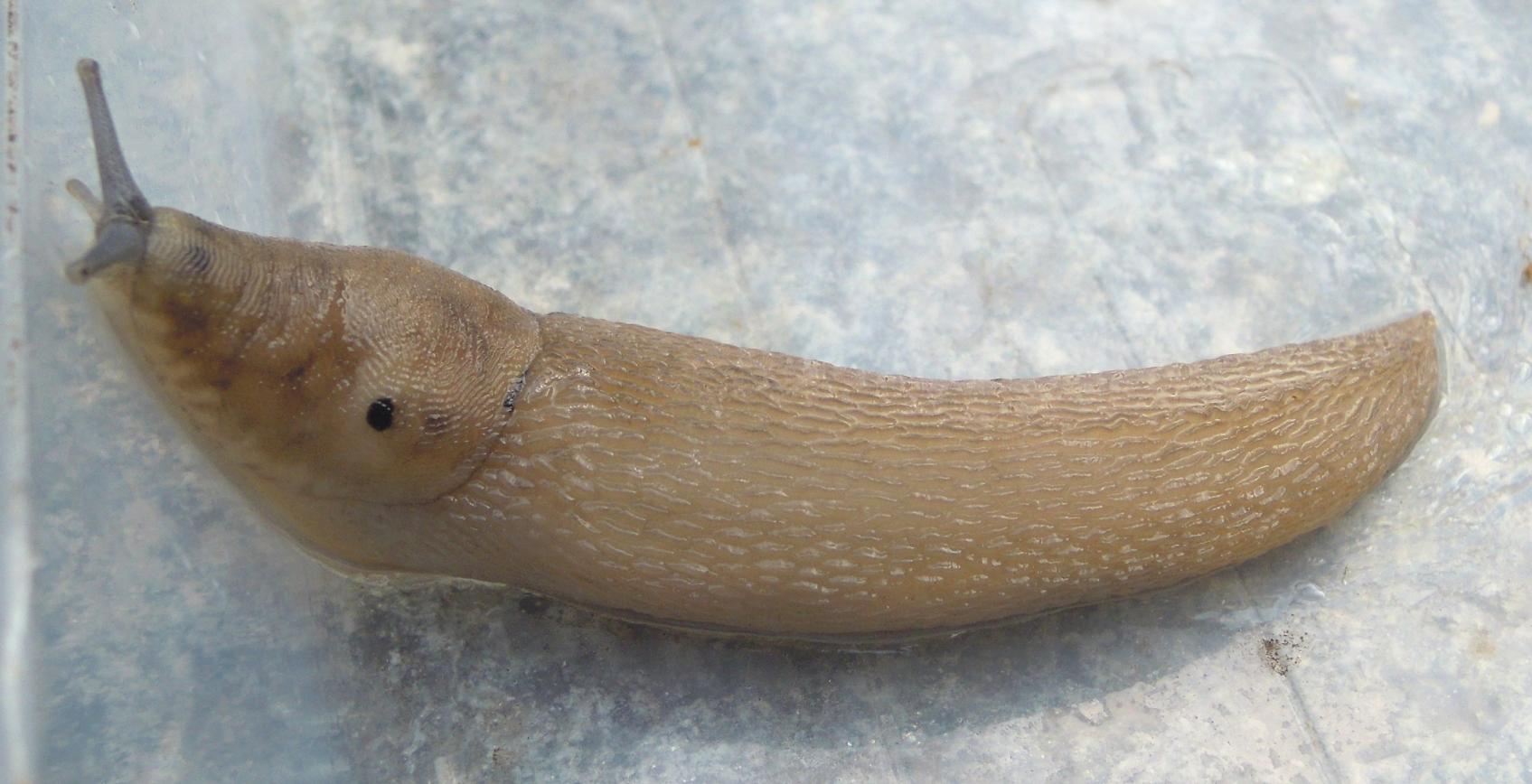 Limax sp. da Rorà (TO) , Natura Mediterraneo | Forum Naturalistico