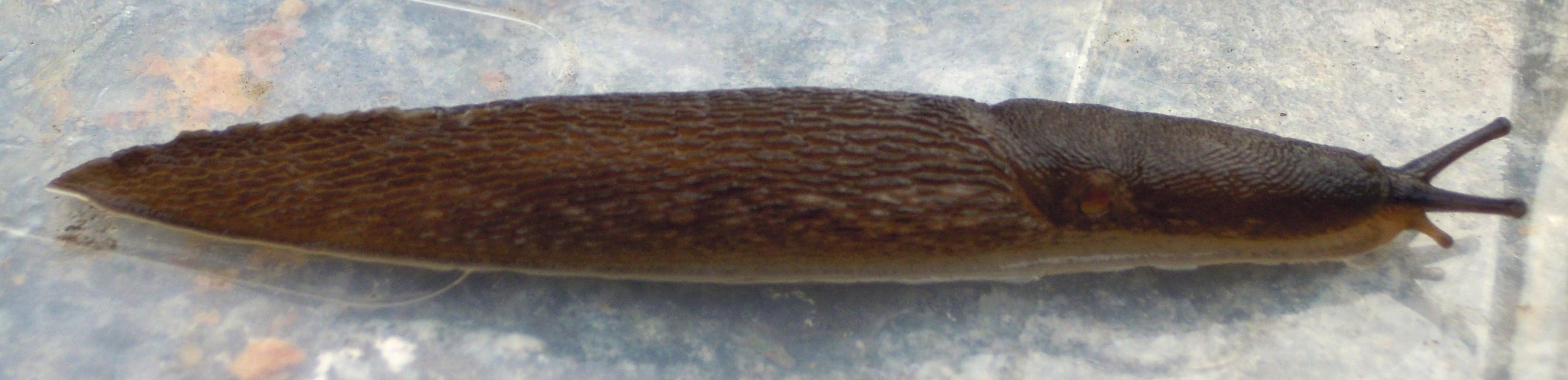 Limax sp. da Rorà (TO) , Natura Mediterraneo | Forum Naturalistico