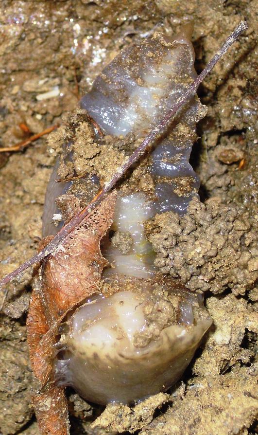 Limax sp. da Torre Pellice (TO) , Natura Mediterraneo | Forum Naturalistico