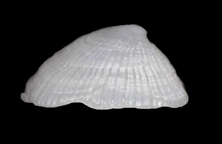 Trimusculus mamillaris? , Natura Mediterraneo | Forum Naturalistico