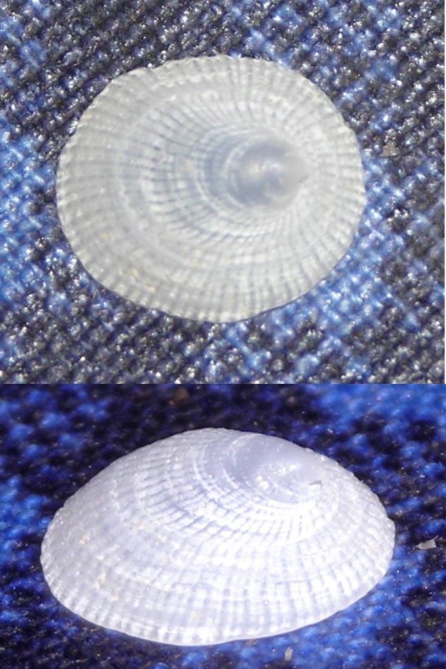 Trimusculus mamillaris? , Natura Mediterraneo | Forum Naturalistico