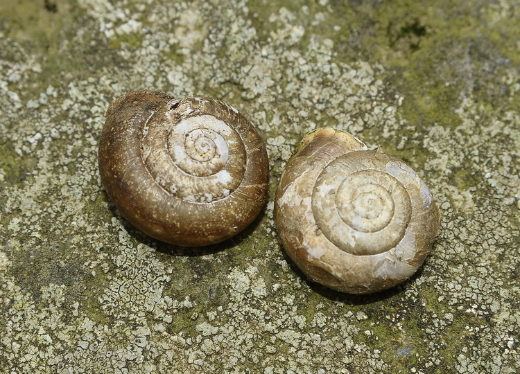 Gasteropodi dal sud di Firenze , Natura Mediterraneo | Forum Naturalistico