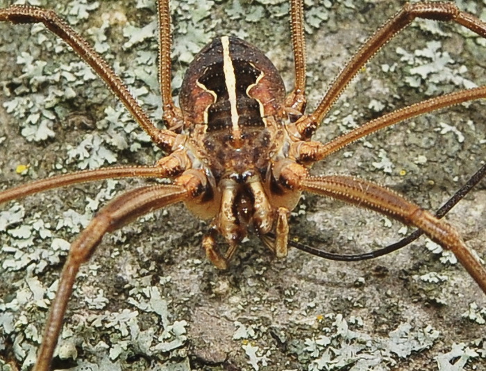 Meeting di Opilioni toscani: Metaphalangium sp.. , Natura Mediterraneo ...
