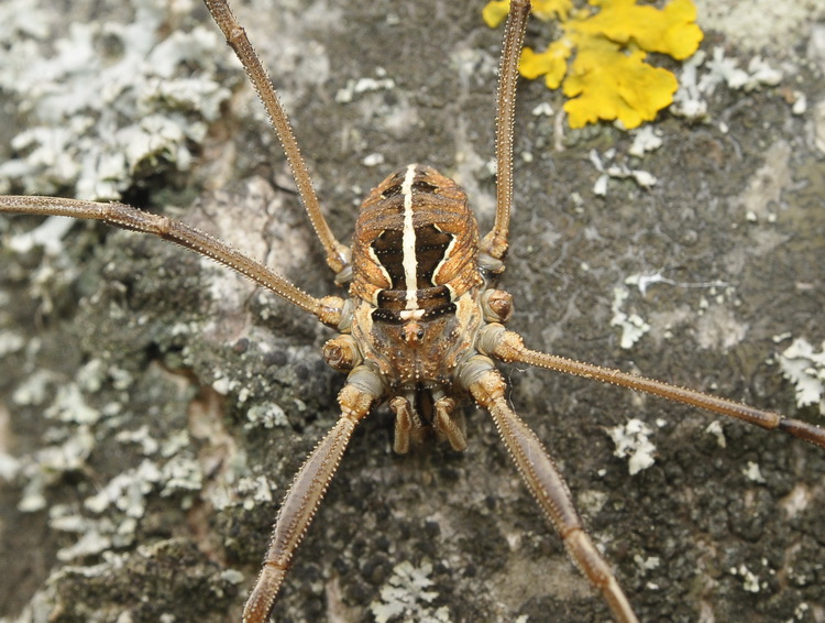 Meeting di Opilioni toscani: Metaphalangium sp.. , Natura Mediterraneo ...