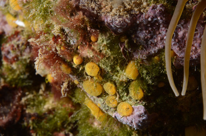 Cliona , Natura Mediterraneo | Forum Naturalistico