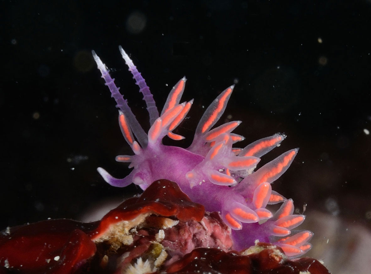 Coryphella pedata e Flabellina ischitana , Natura Mediterraneo | Forum ...